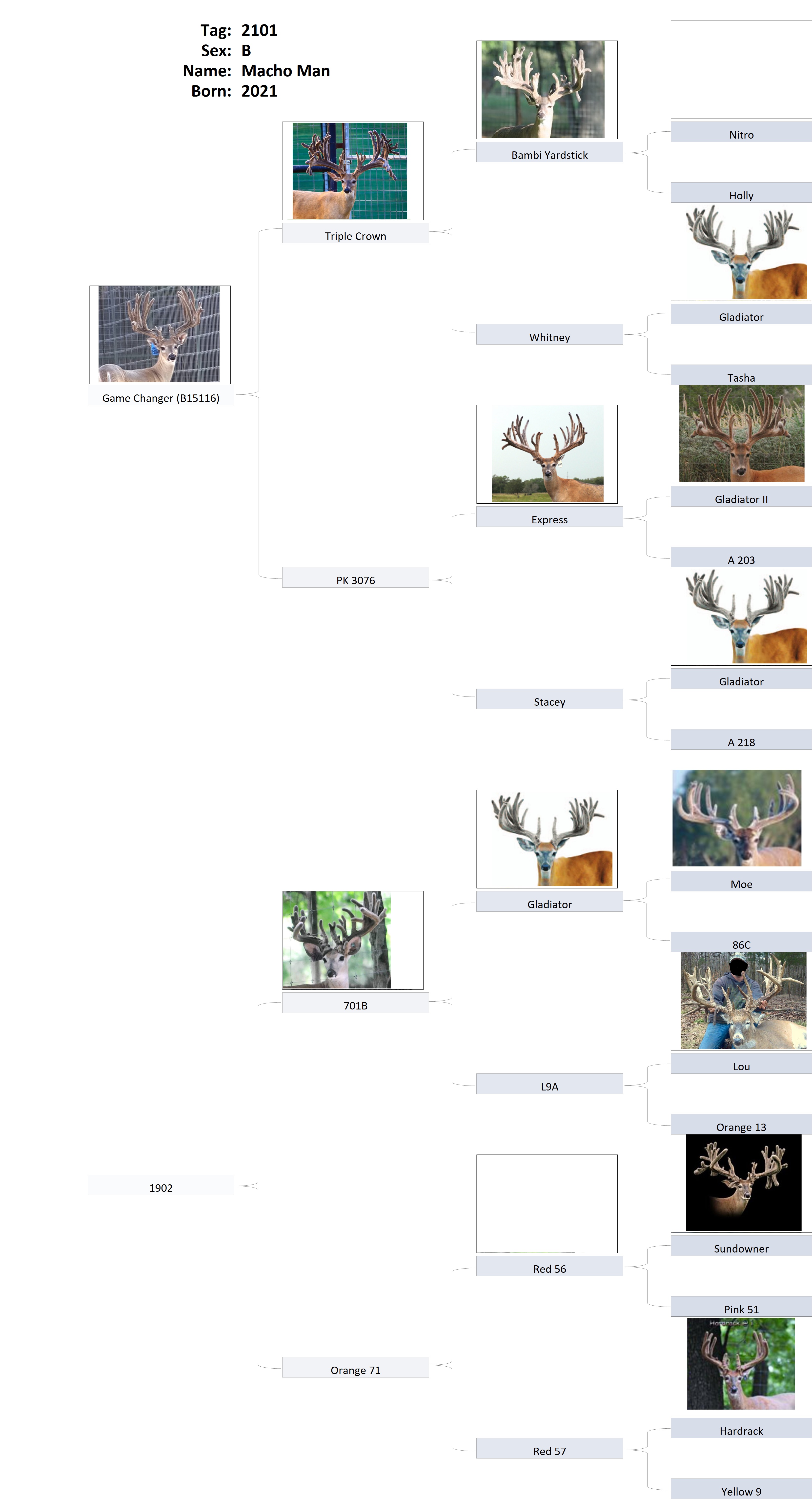 Macho Man – Bonehead Whitetails